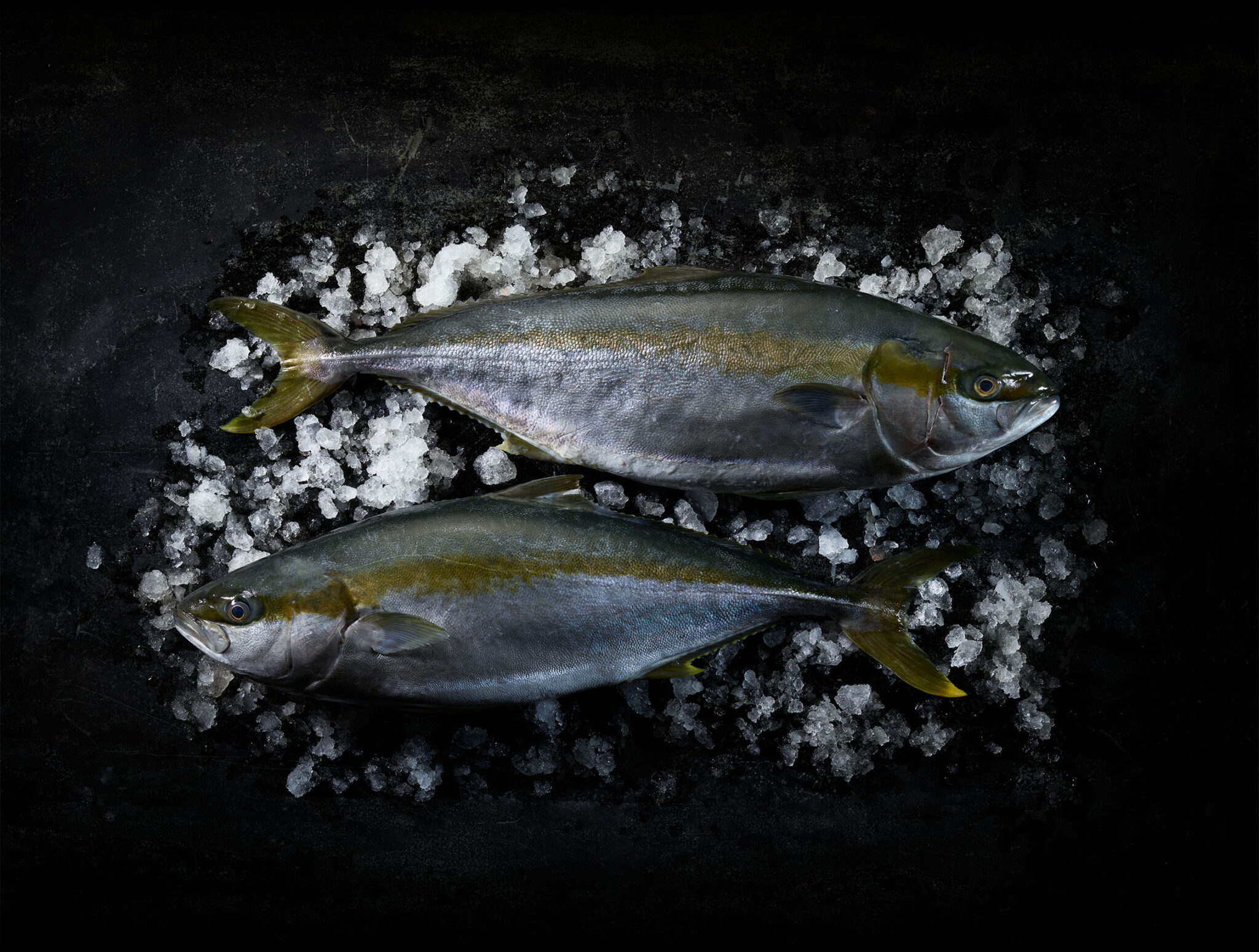 Nordic Kingfish: World-class sustainable Yellowtail Kingfish